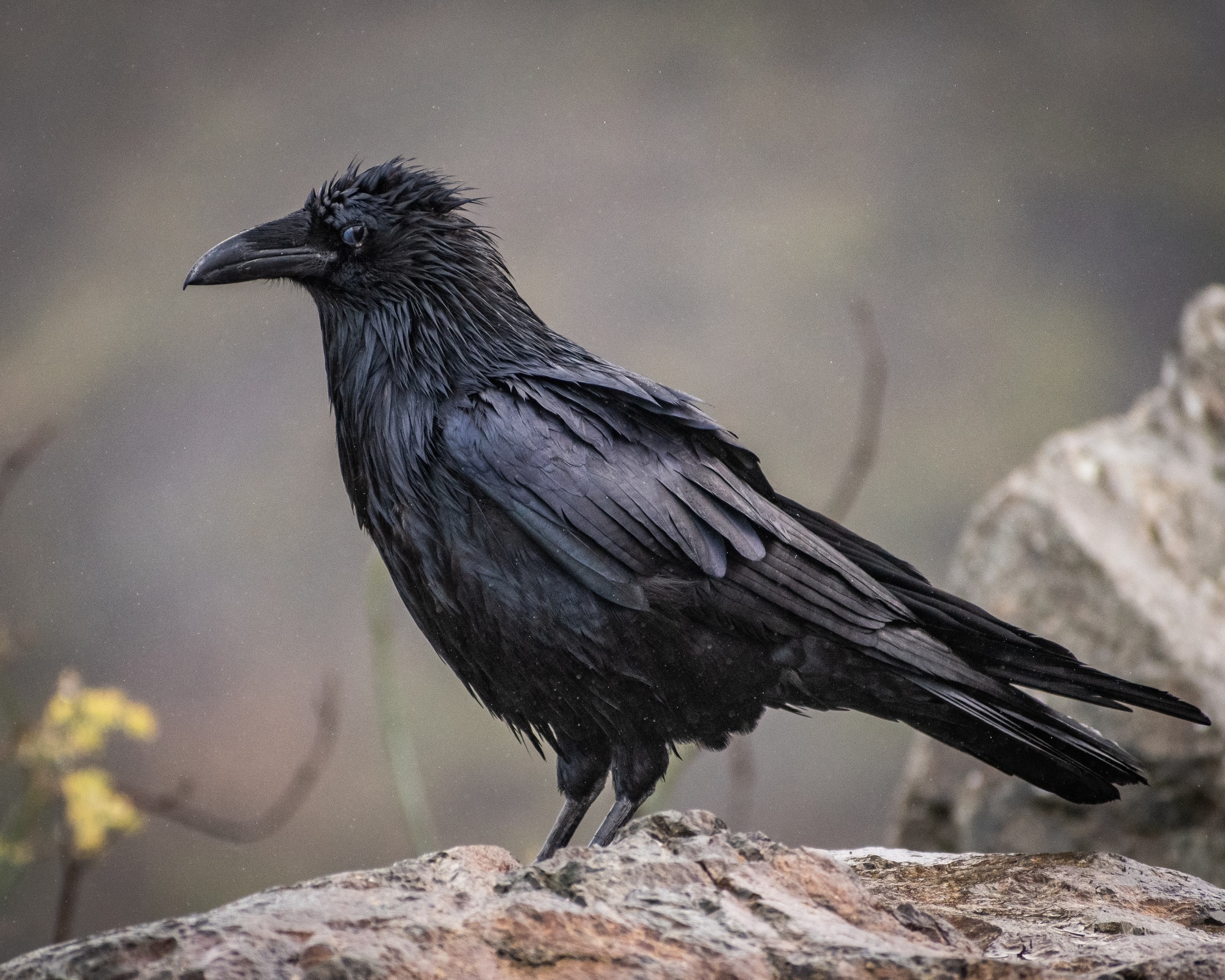 7 Differences Between Crows and Ravens