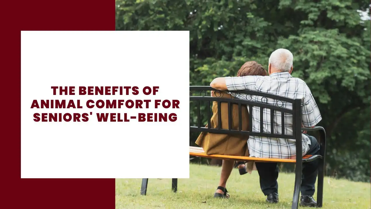The Benefits of Animal Comfort for Seniors' Well-Being